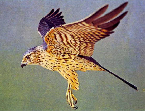 MERLIN BIRD - LIFE SIZE - Free Papercraft Download! - Free Papercrafts ...