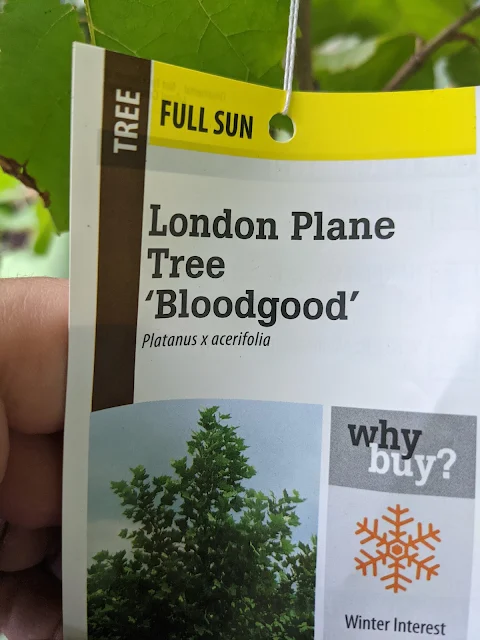 Three London Plane Tree 'Bloodgood' Trees Planted - Pleaching Planned ...