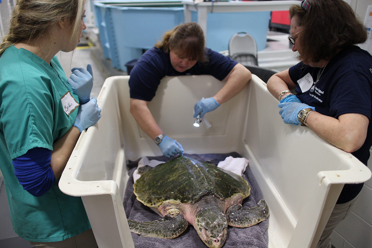 Marine Animal Rescue Team Blog