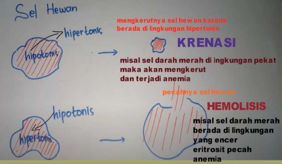 sel hewan pada larutan hipertonik - Yvonne Coleman