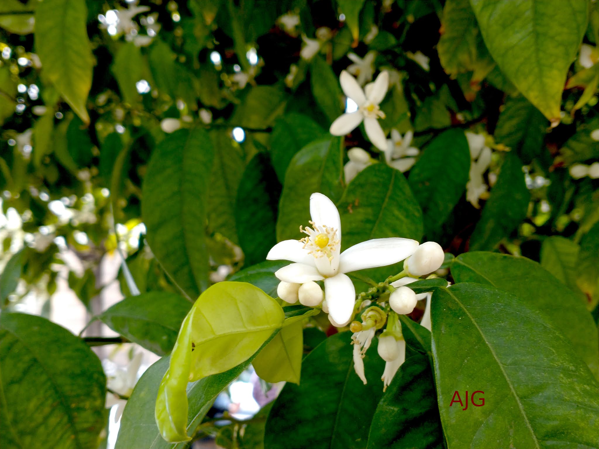 En Busca del Hada Azul: Azahar en tiempos de coronavirus