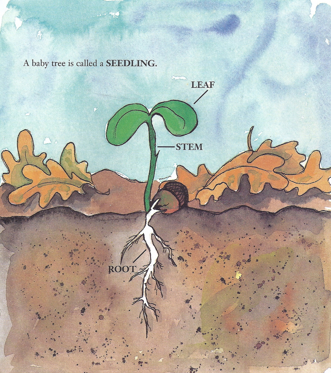 Our Tell-Tale-Blog: How a Seed Becomes a Tree!