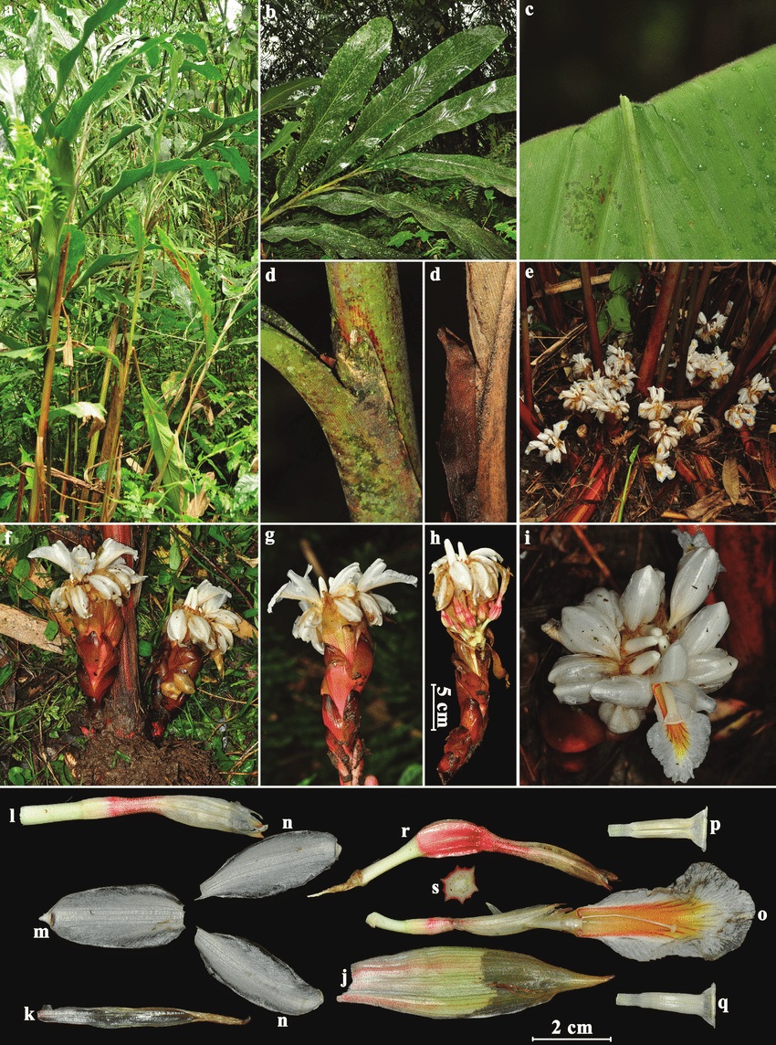Species New to Science: [Botany • 2019] Amomum erythranthum & A ...