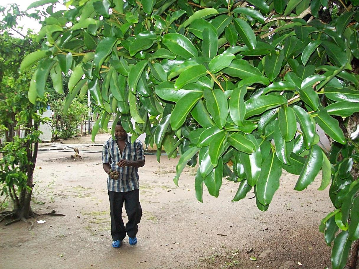 Caracas Ciudad Plural: Sarrapia: Árbol emblemático del estado Bolívar ...
