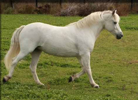 Horse Life and Love: Connemara Ponies