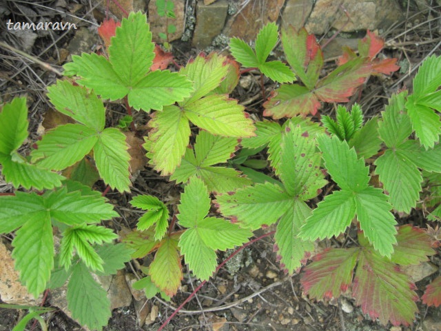 Всё о бегониях и не только...: Земляника восточная (Fragaria orientalis ...