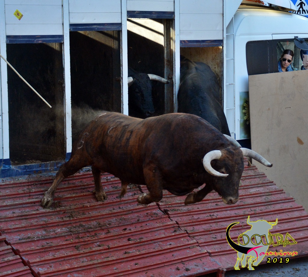 LOCURA TAURINA: ARGANDA DEL REY: ENCIERRO CON TOROS DE CONCURSO Y ...