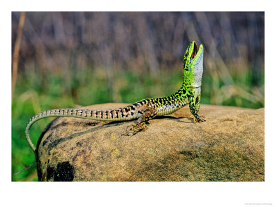 Kadal-Kadal yang Unik ~ The beauty of the World