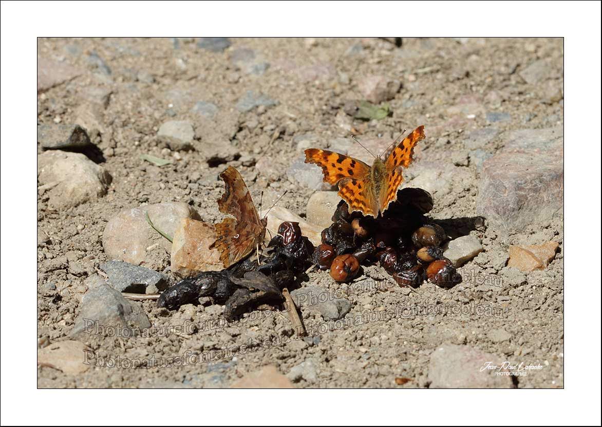 Les bêtes à caca ou les animaux coprophages