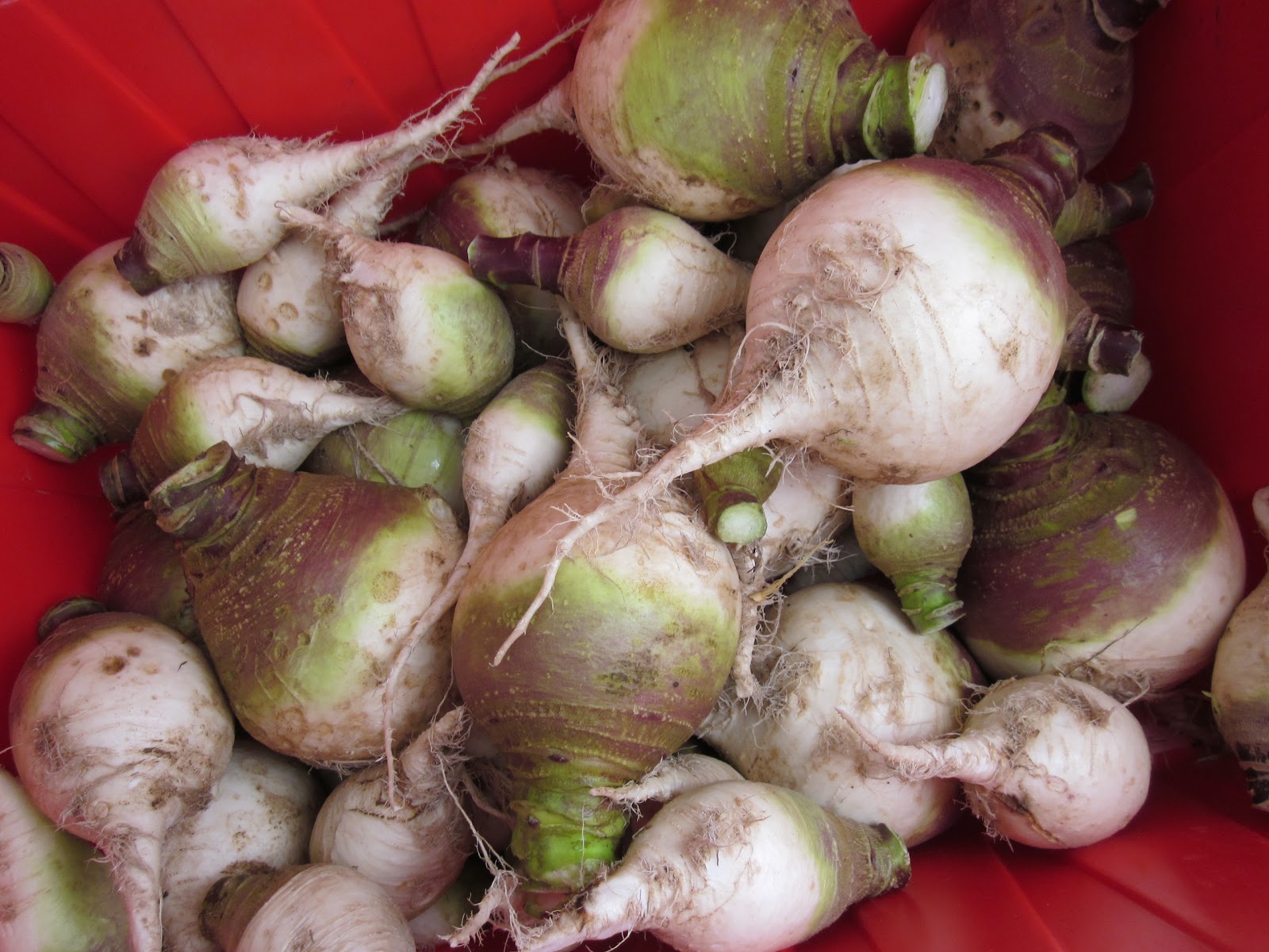 winter market season begins! - Stout Oak Farm