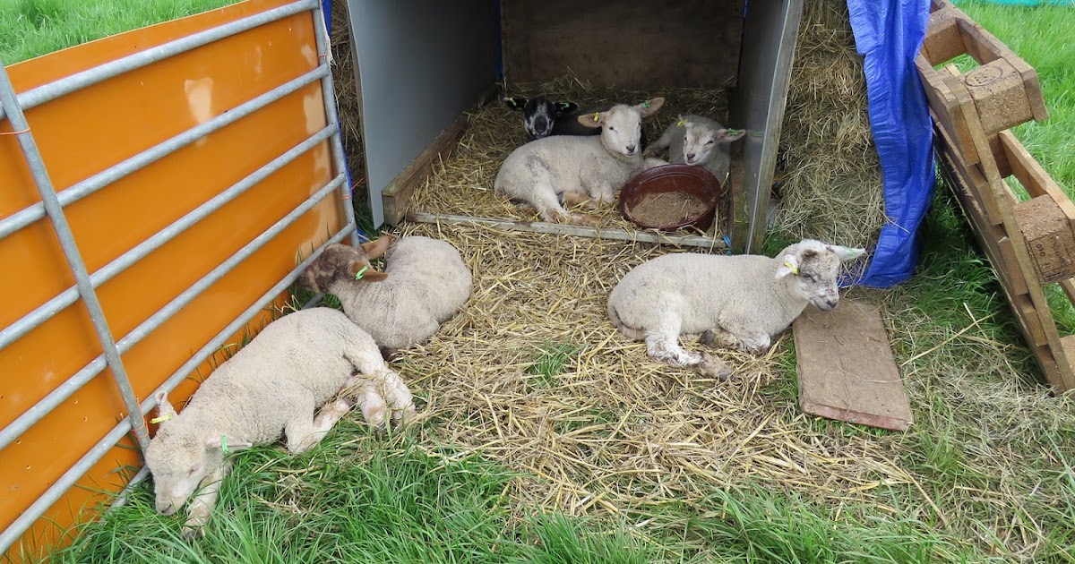Diary of a Smallholder: Emergency Lamb Shelter Alterations