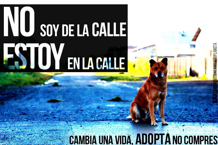 27 de julio - Día internacional del perro en situación de calle ...