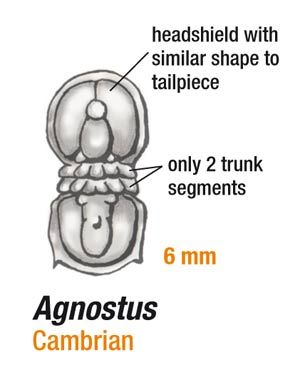 Escenarios prehistóricos: Agnostus