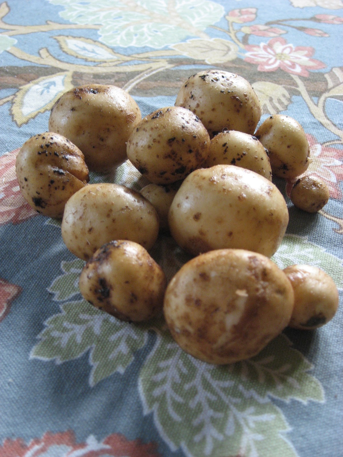 Happy Home: New Potatoes- Harvesting early potatoes from the garden