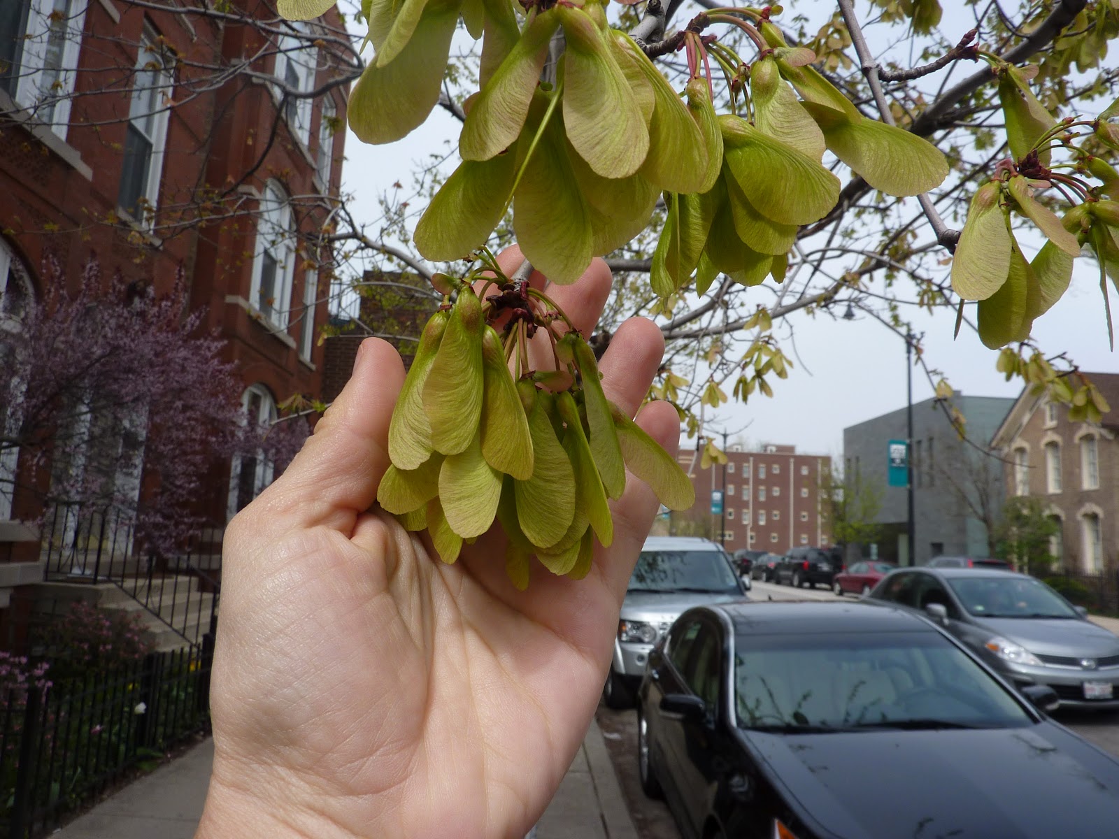 Biological Thinking: Maples in Early Spring