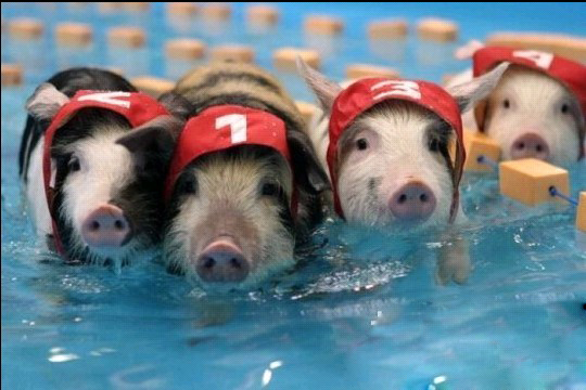 Pigs funny pictures | DAILY NEWS