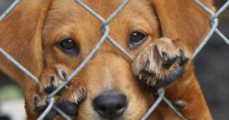 LA EXPLOTACIÓN ANIMAL