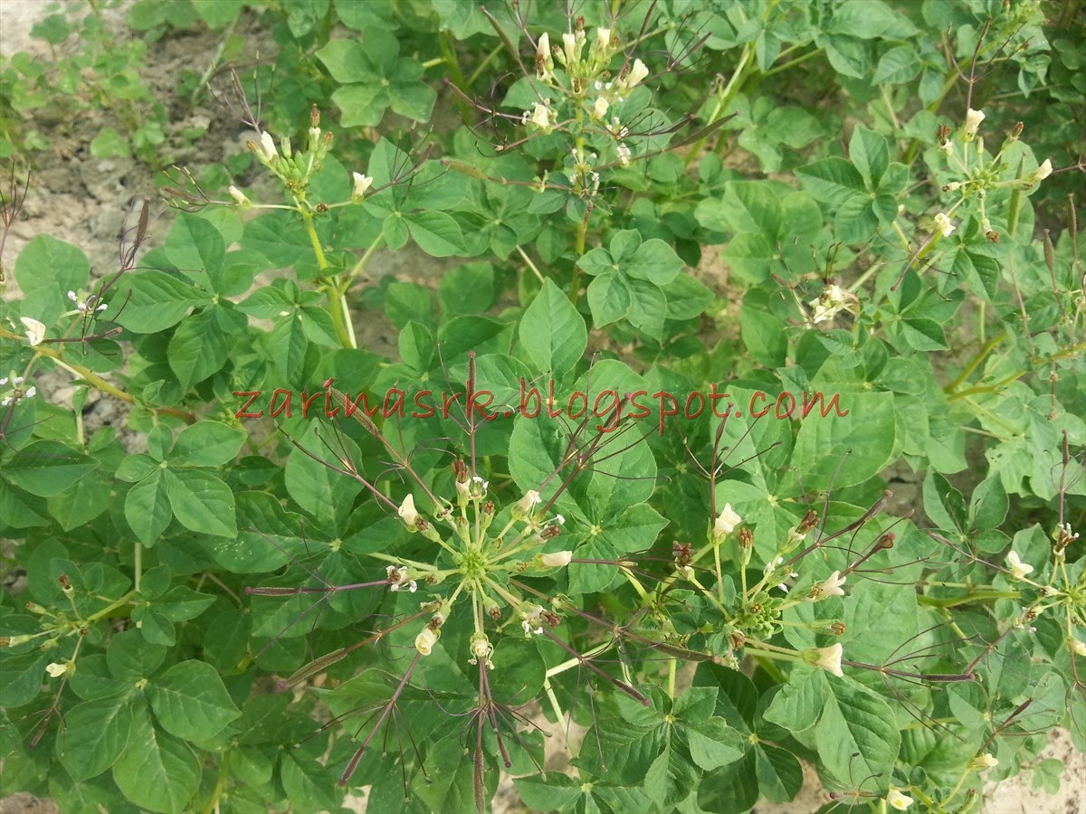 RODA BERPUSING MENCARI NIKMAT ALAM: RENDANG AYAM KAMPUNG CAMPUR MAMAN ...