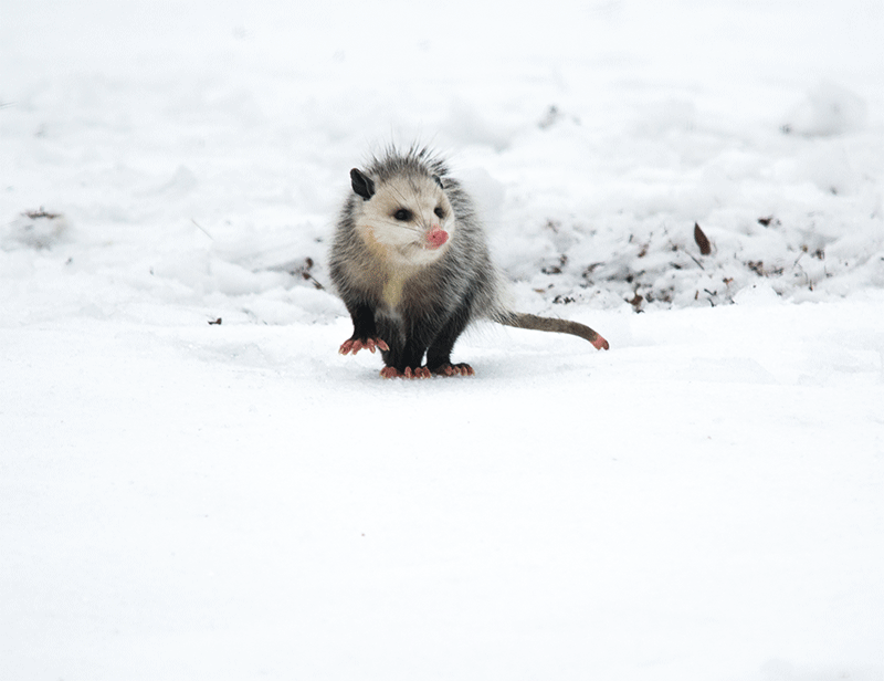 Ozark Grace: School's Out!
