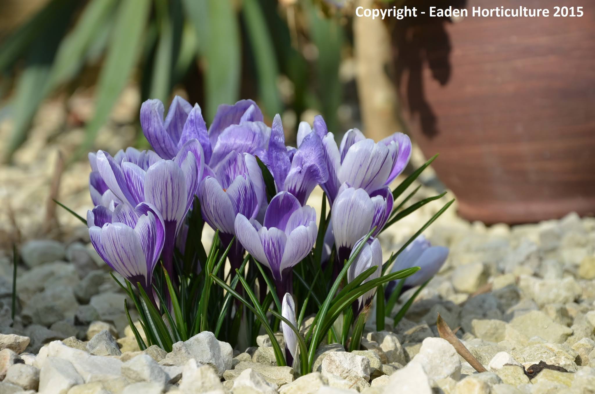 WHERE DO CROCUSES LIKE TO GROW? |The Garden of Eaden