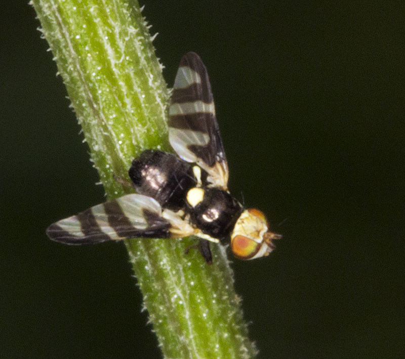 Picture-Winged Fly | Naturally