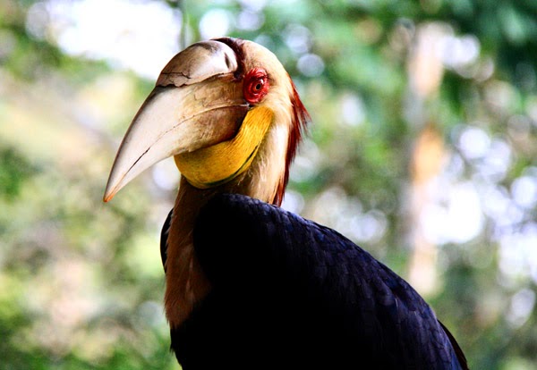 WEST BORNEO CONSERVATION: Enggang / Rangkong Julang Emas