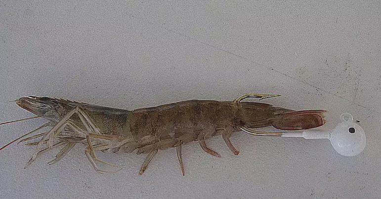 Best Fishing Tips and Tricks