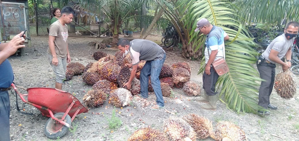 Pencuri Buah Sawit di PT SGSR Dilaporkan ke Polsek Manduamas ...