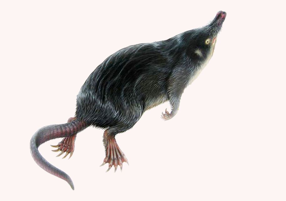 El Blog de Acebedo: El desmán ibérico, un "extraño y escaso mamífero ...