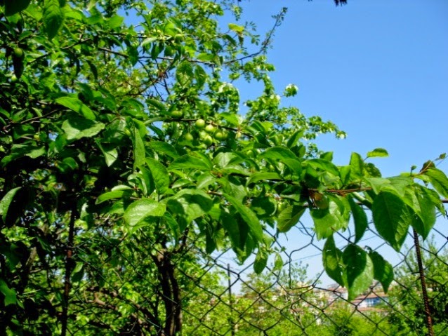 The Nature of My Memories: Canerik