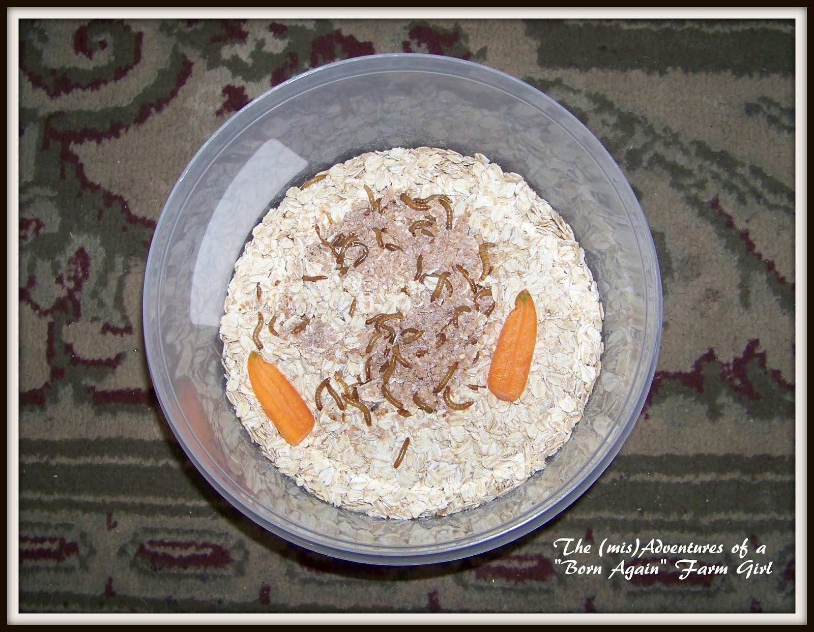 Meal worm farming - The (mis)Adventures of a Homesteadin' Mama