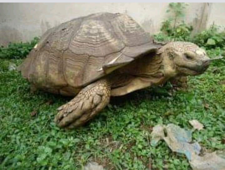 ALAGBA OF OGBOMOSO: THE LEGENDARY TORTOISE