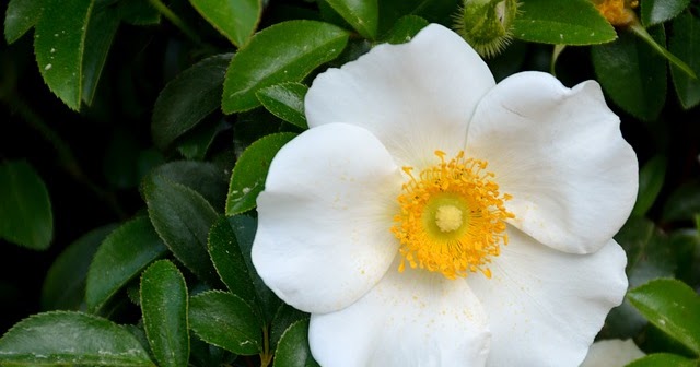 Cherokee Rose - La Rosa Cherokee - Rosa laevigata - Vivero Green House