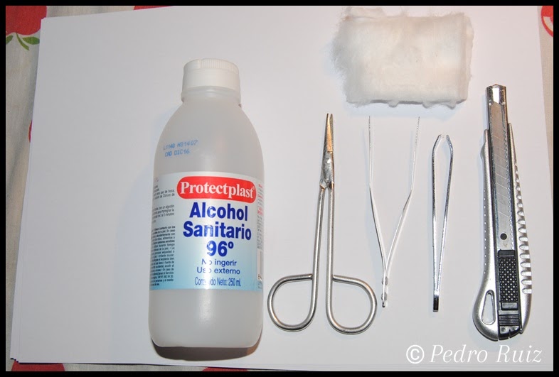 fasmidos.net: Insectos disecados y método de disección