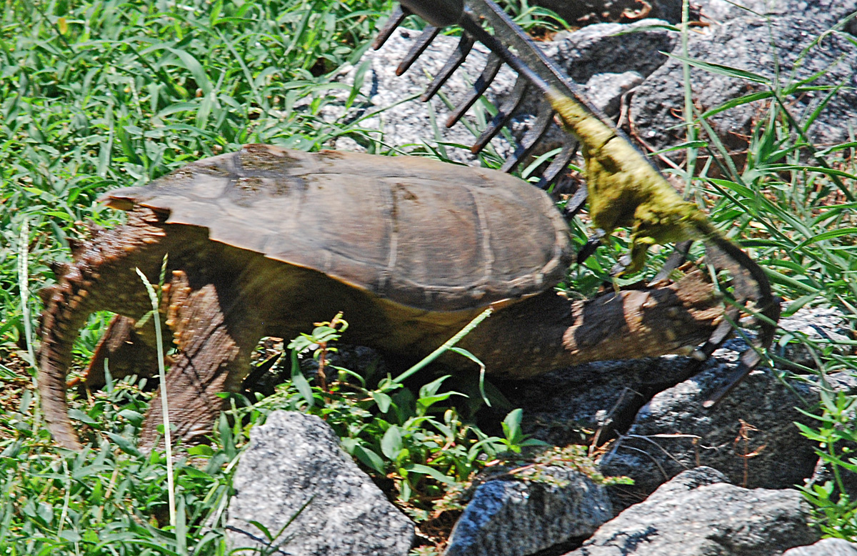 Lula Belle Style: Hurricane Irene Gone From Ocean Isle! However, One ...