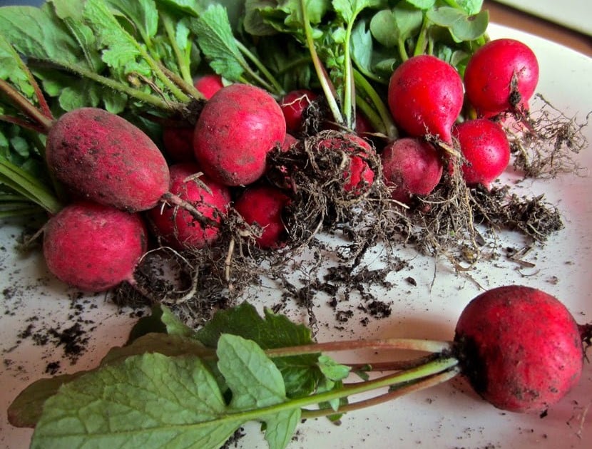 Cuáles son las propiedades del rabanito