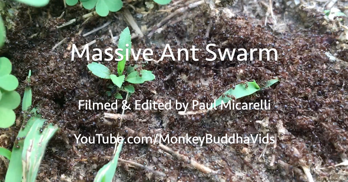 The Monkey Buddha: Massive Ant Swarm