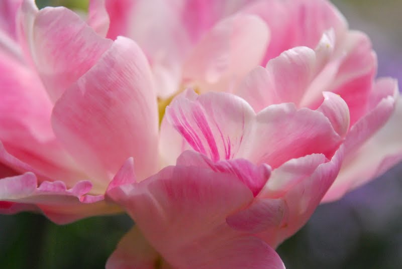 Wife, Mother, Gardener: The changing moods of Tulipa 'Angelique'