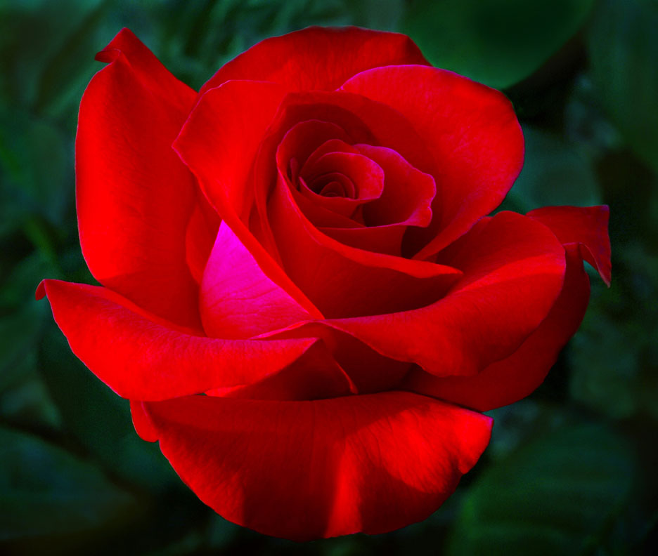 Two red roses that salute veterans