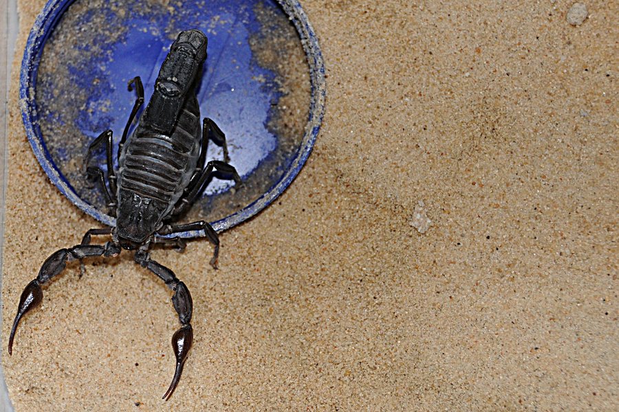 Birds of Saudi Arabia: Arabian fat-tailed scorpion - Dhahran Hills