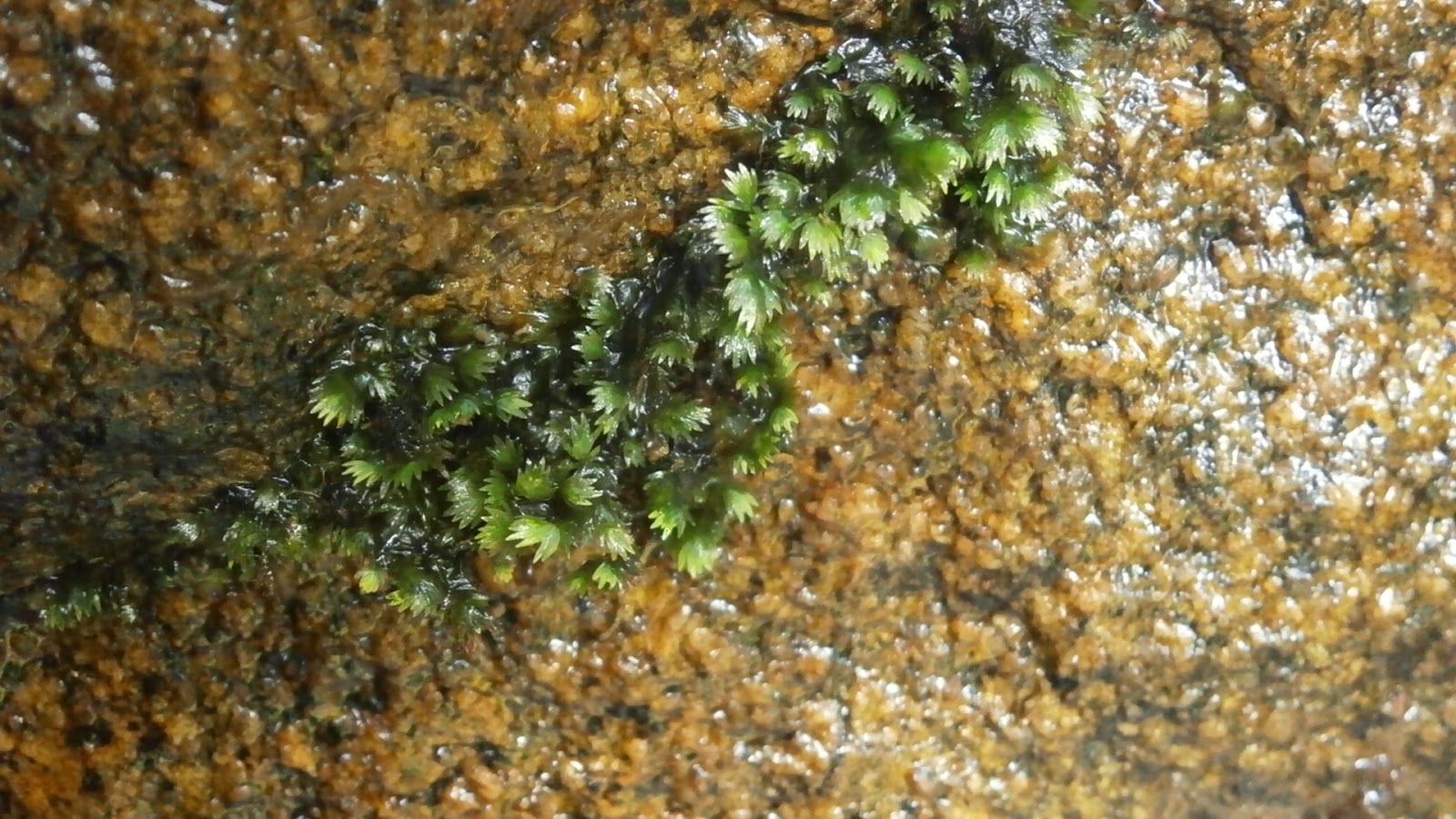It's All About Aquascaping!: Piptospatha, Ferns, Mosses & Aridarum species