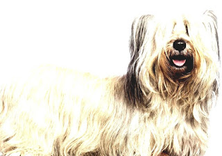 Vulnerable Native Breeds - Endangered Dog Breeds