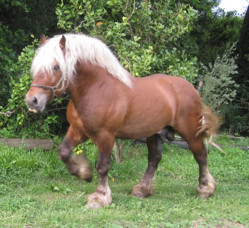 Euskal Herriko Mendiko Zaldia: NOVEDADES DE PRIMAVERA- UDABERRIKO BARRIAK