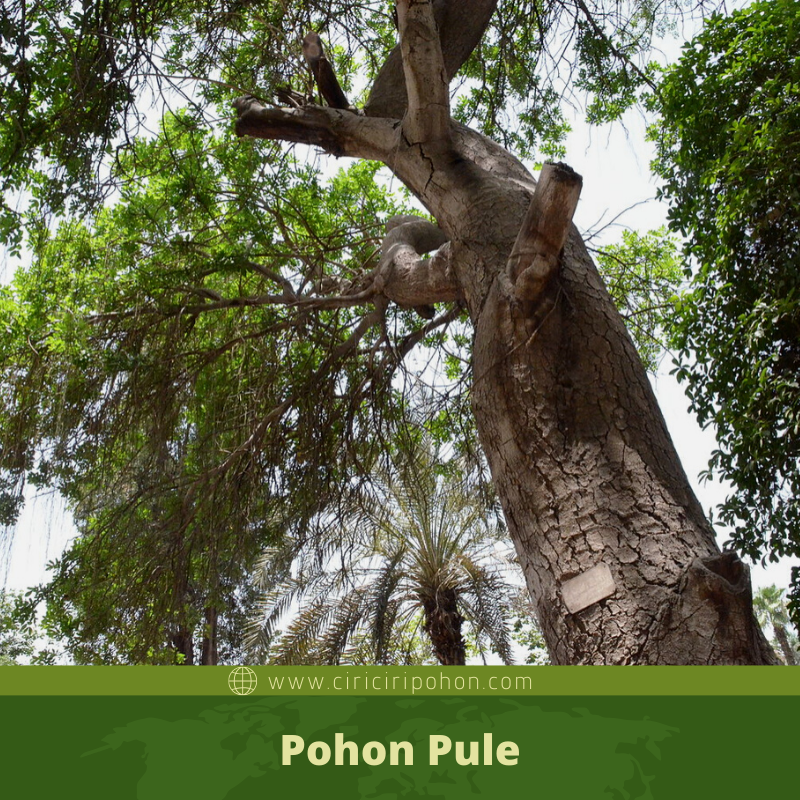 Ciri Ciri Pohon Pulai / Pule (Alstonia scholaris) Di Alam Liar ...