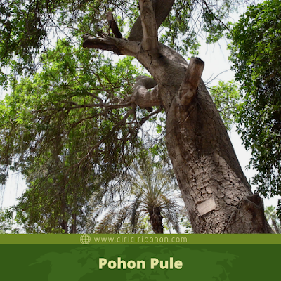 Ciri Ciri Pohon Pulai / Pule (Alstonia scholaris) Di Alam Liar ...