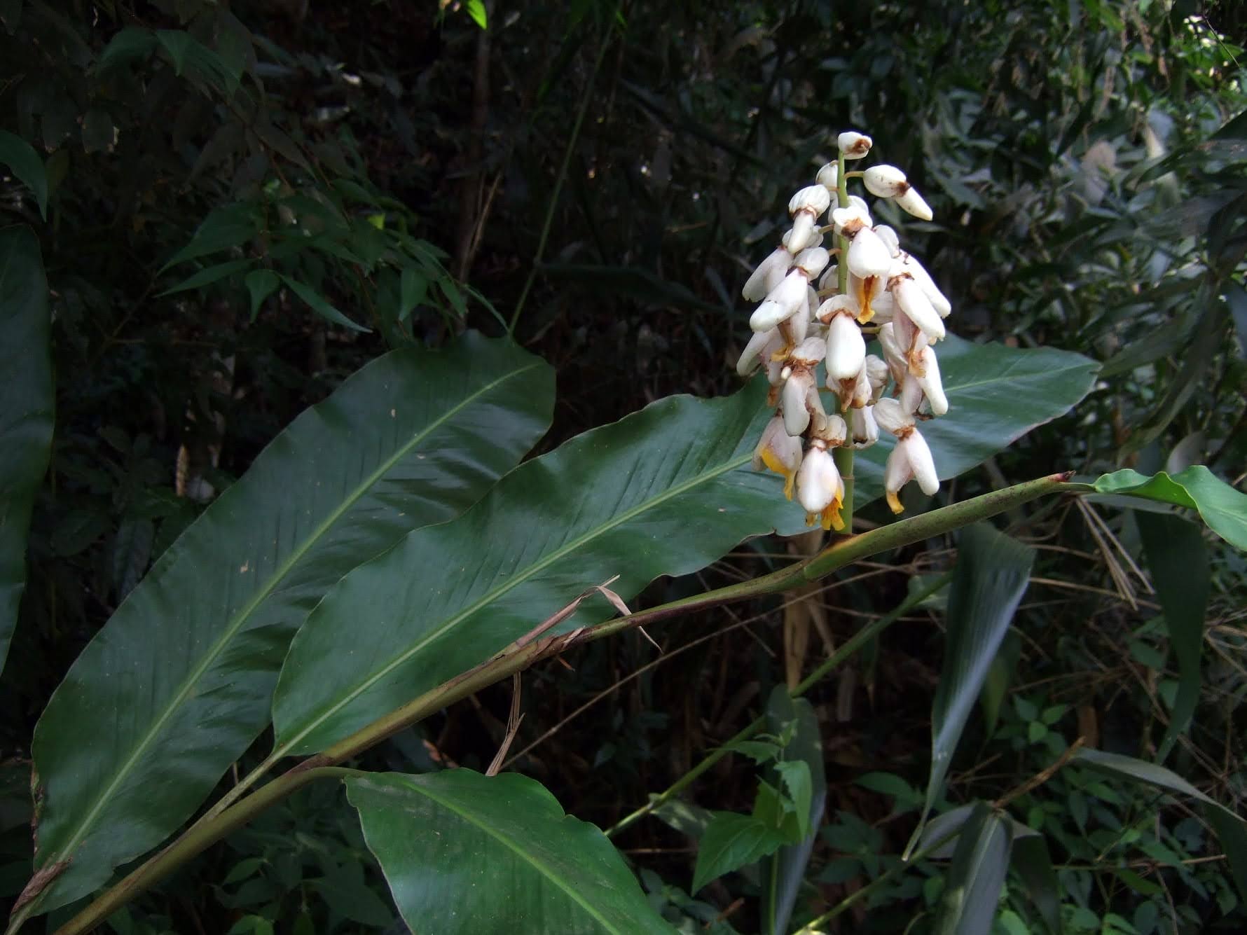 Alpinia mutica