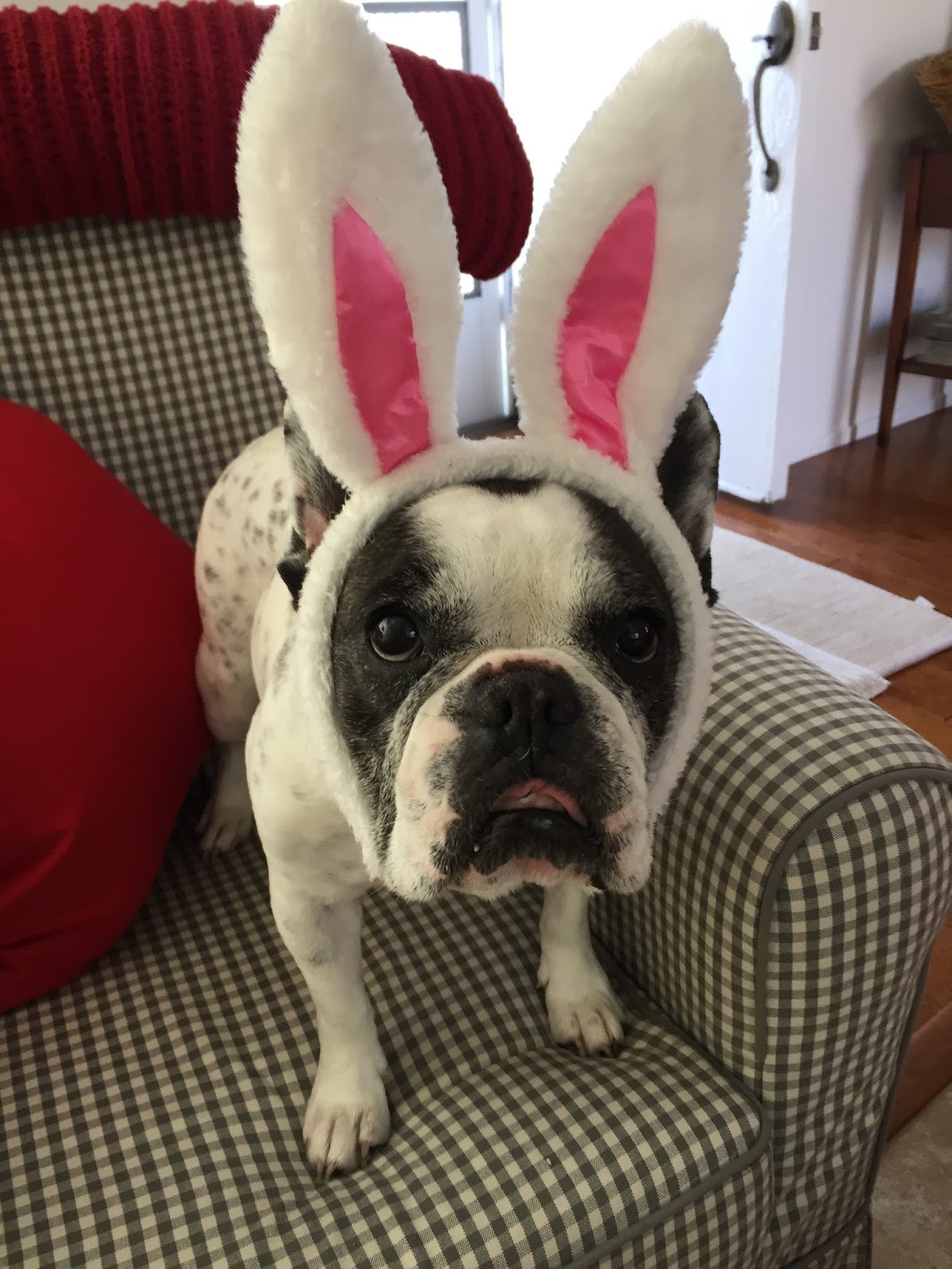 Two French Bulldogs: Happy Easter Bunny!!