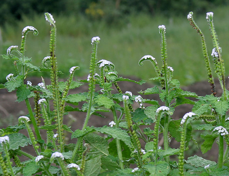 Heliotropium indicum L. (Boraginaceae): A common shrub at peripheral ...