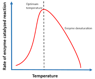 Factors Affecting Enzyme Catalysis