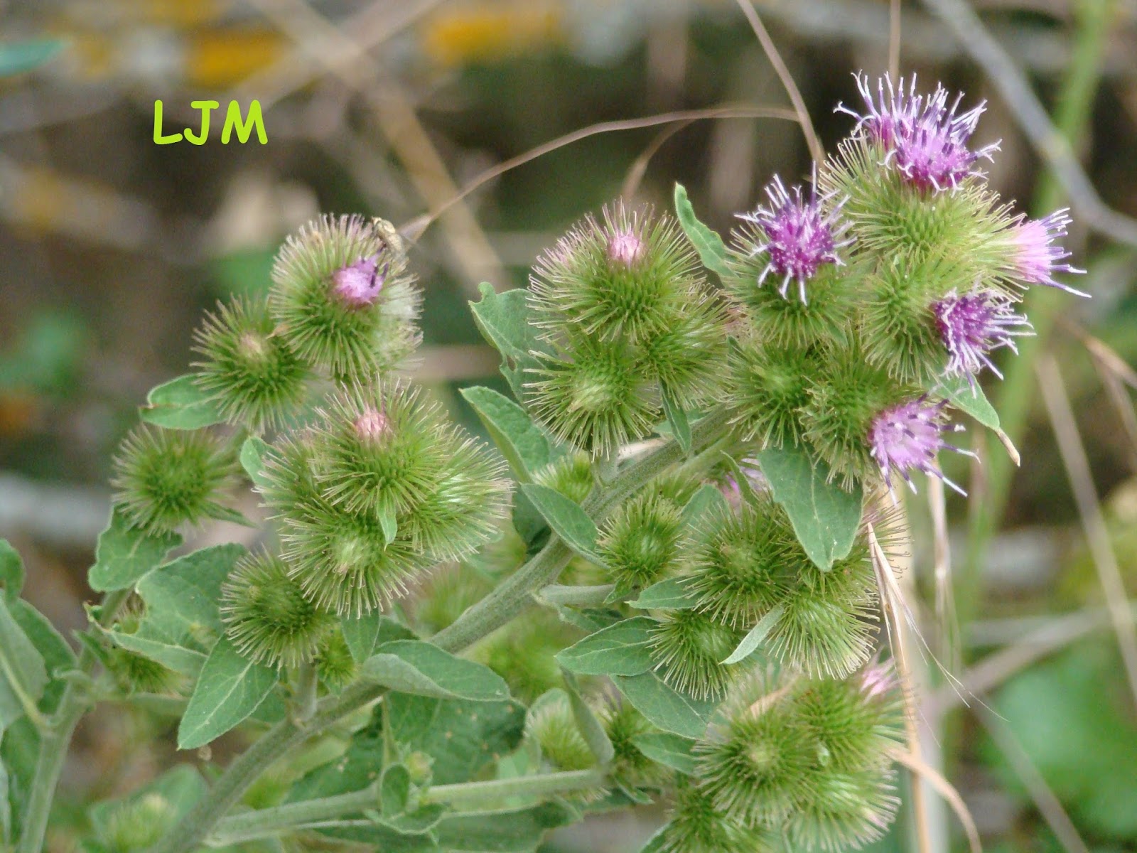 Arevaceos: mayo 2016